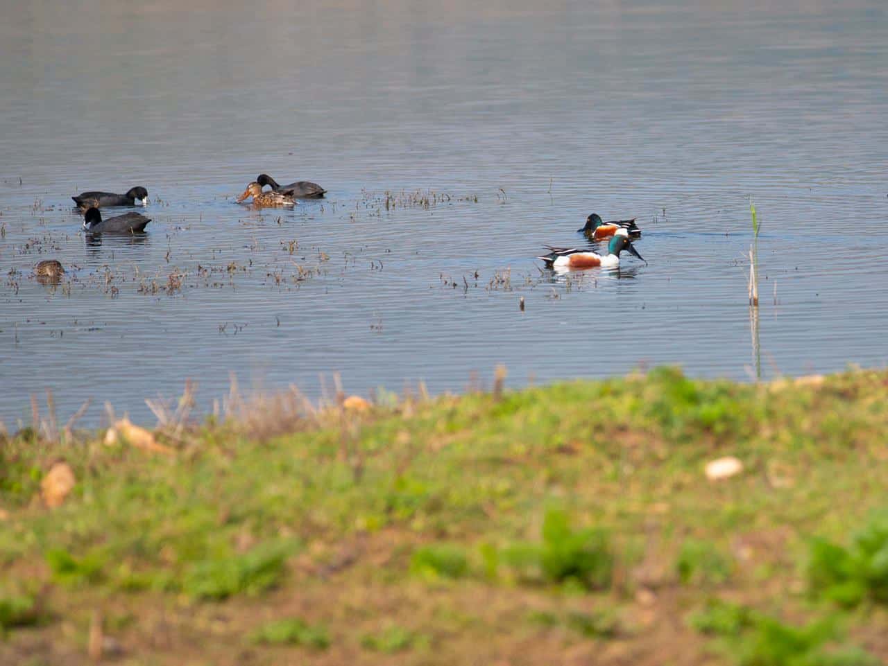 Hula Valley Nature Reserve - Tripping in Israel